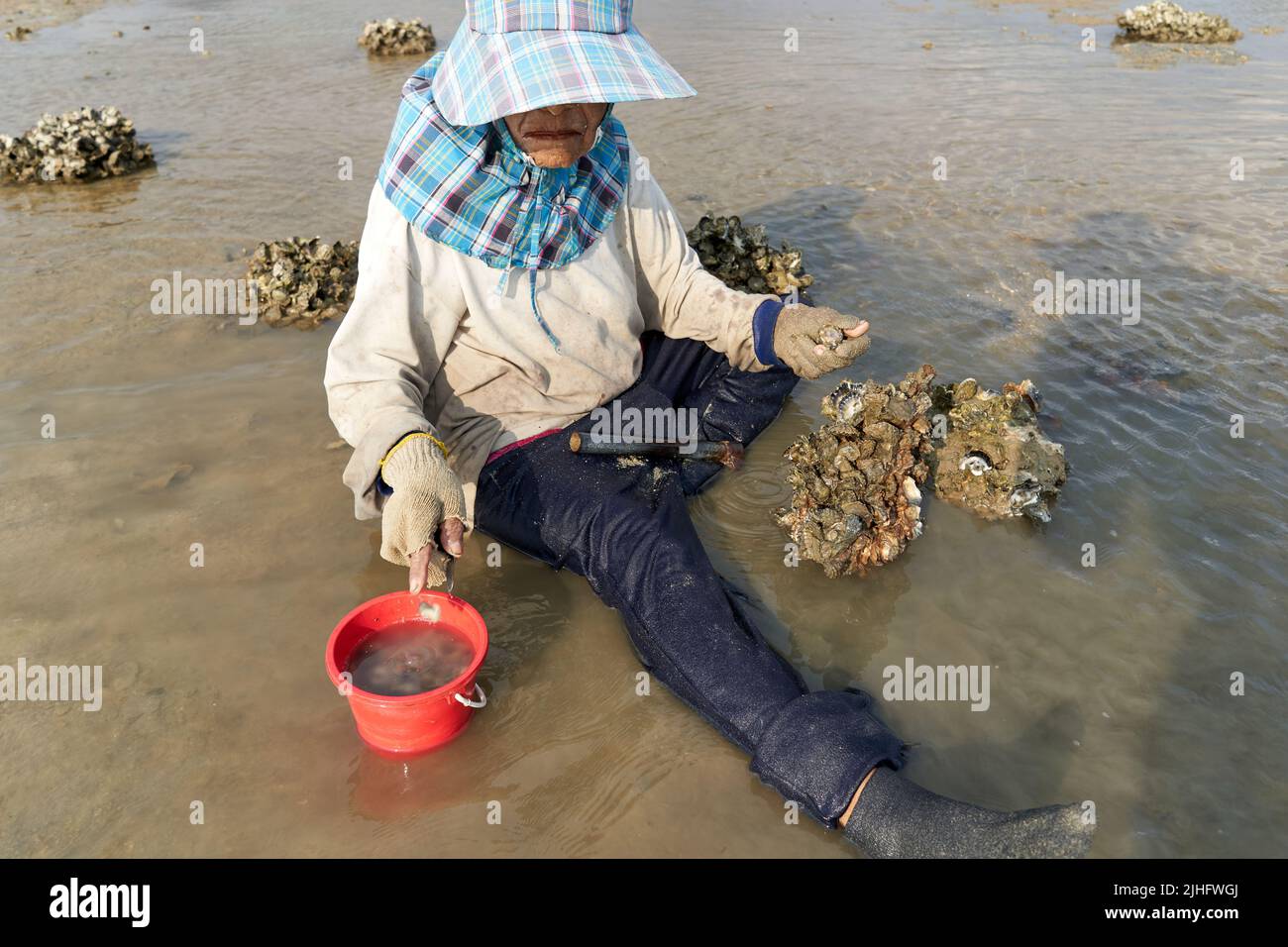 Ko Phangan, Thailand, March 15, 2022: old woman collecting alive clams ...