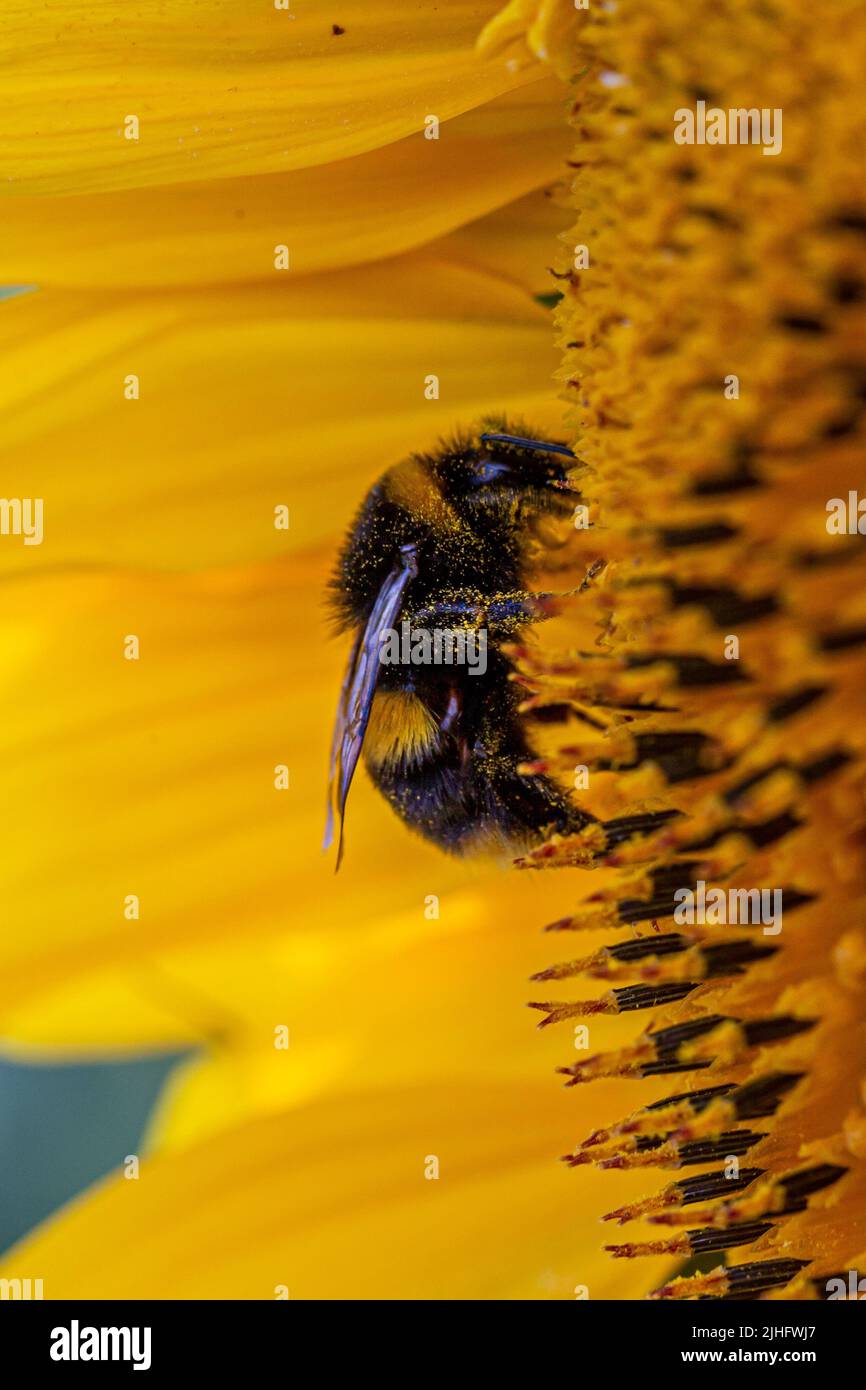 A side view of a bumble bee collecting pollen from a sunflower Stock ...