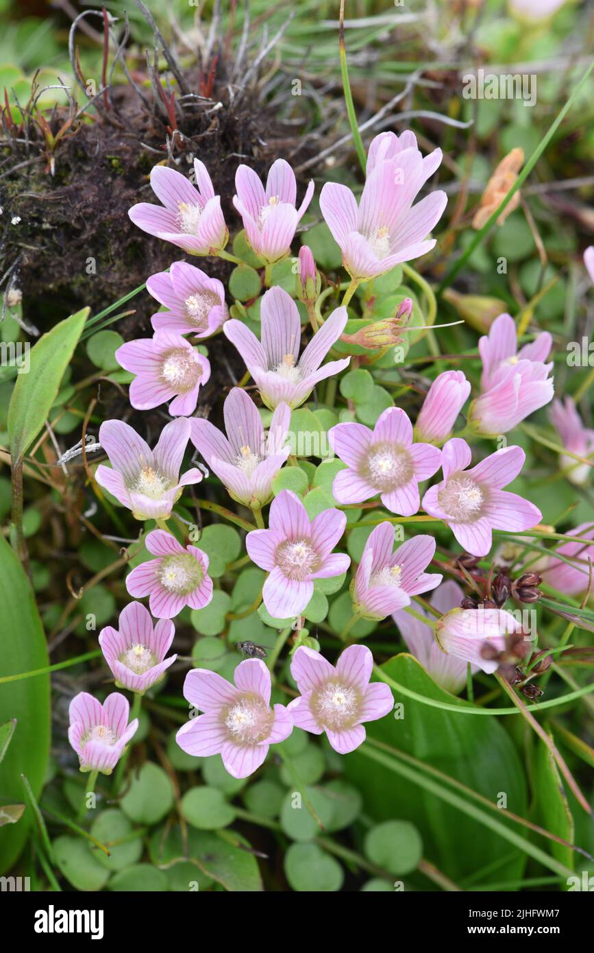 Bog Pimpernel - Anagallis tenella Stock Photo - Alamy