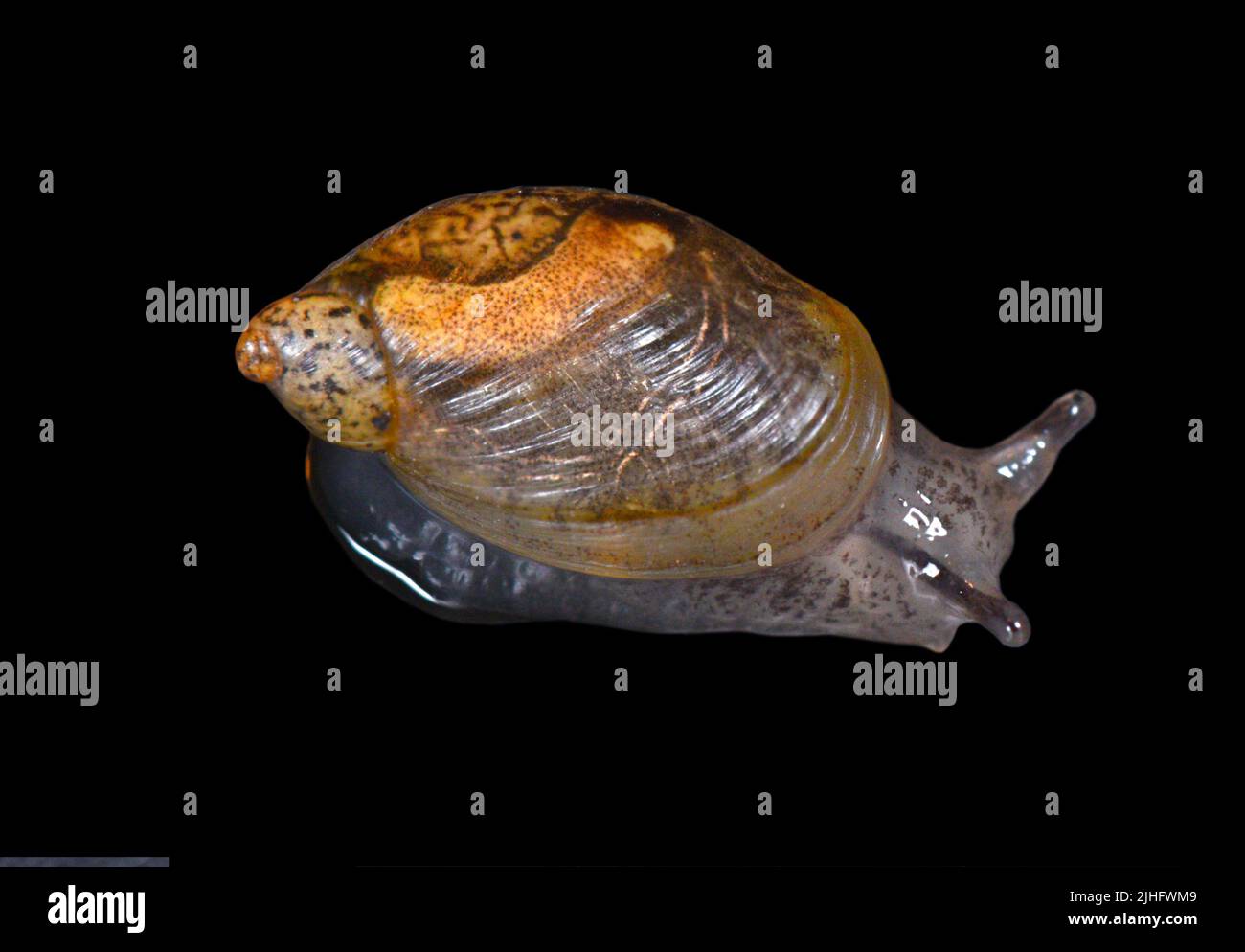 Oxyloma elegans hi-res stock photography and images - Alamy