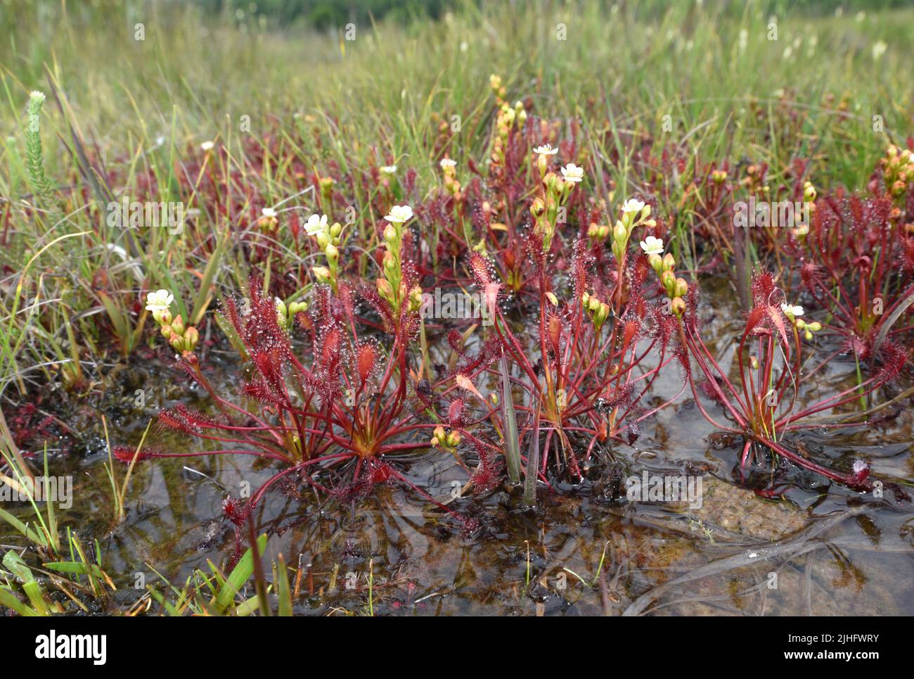 Oblong-leaved Sundew - Drosera intermedia Stock Photo - Alamy