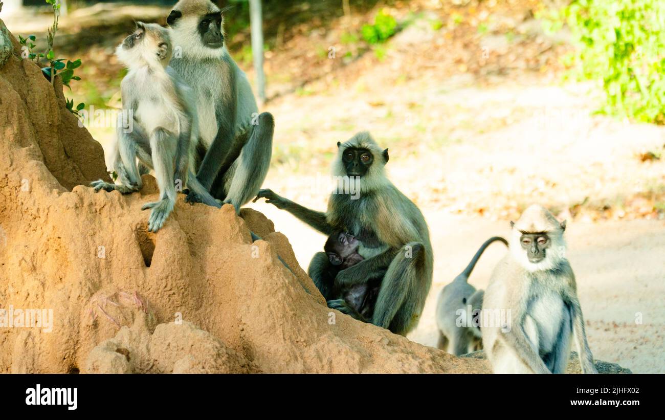 Gray langurs or Hanuman langurs, the most widespread langurs. Sri Lanka ...