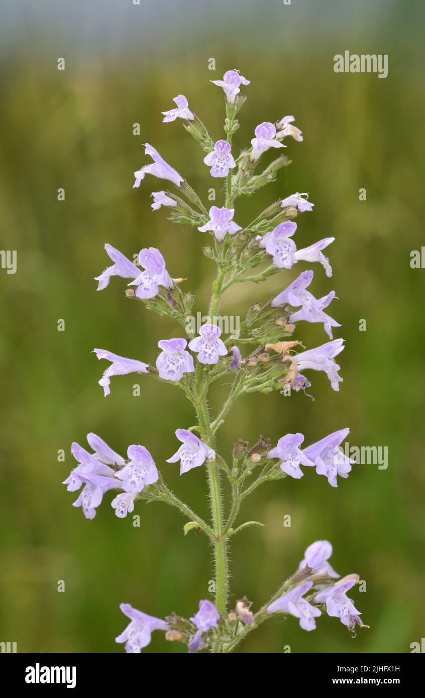 Lesser Calamint - Clinopodium nepeta Stock Photo - Alamy