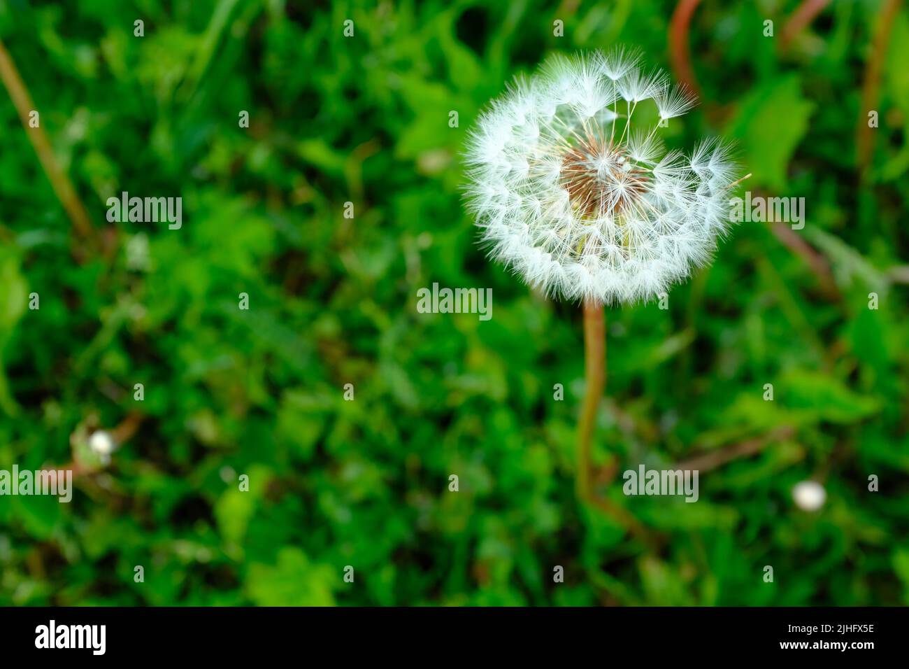 A fluffy dandelion on a green city lawn. A large single dandelion on ...