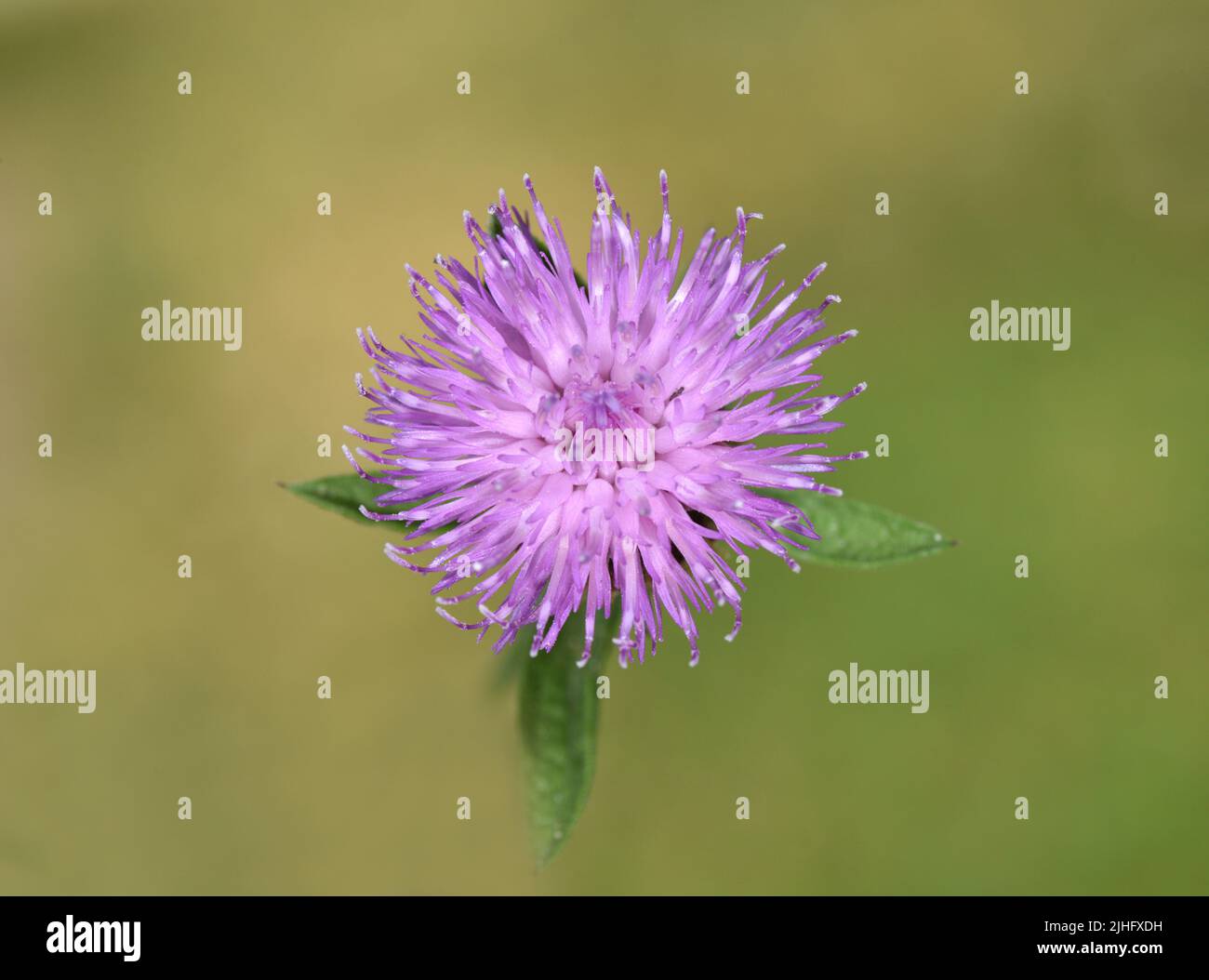Common Knapweed - Centaurea nigra Stock Photo - Alamy
