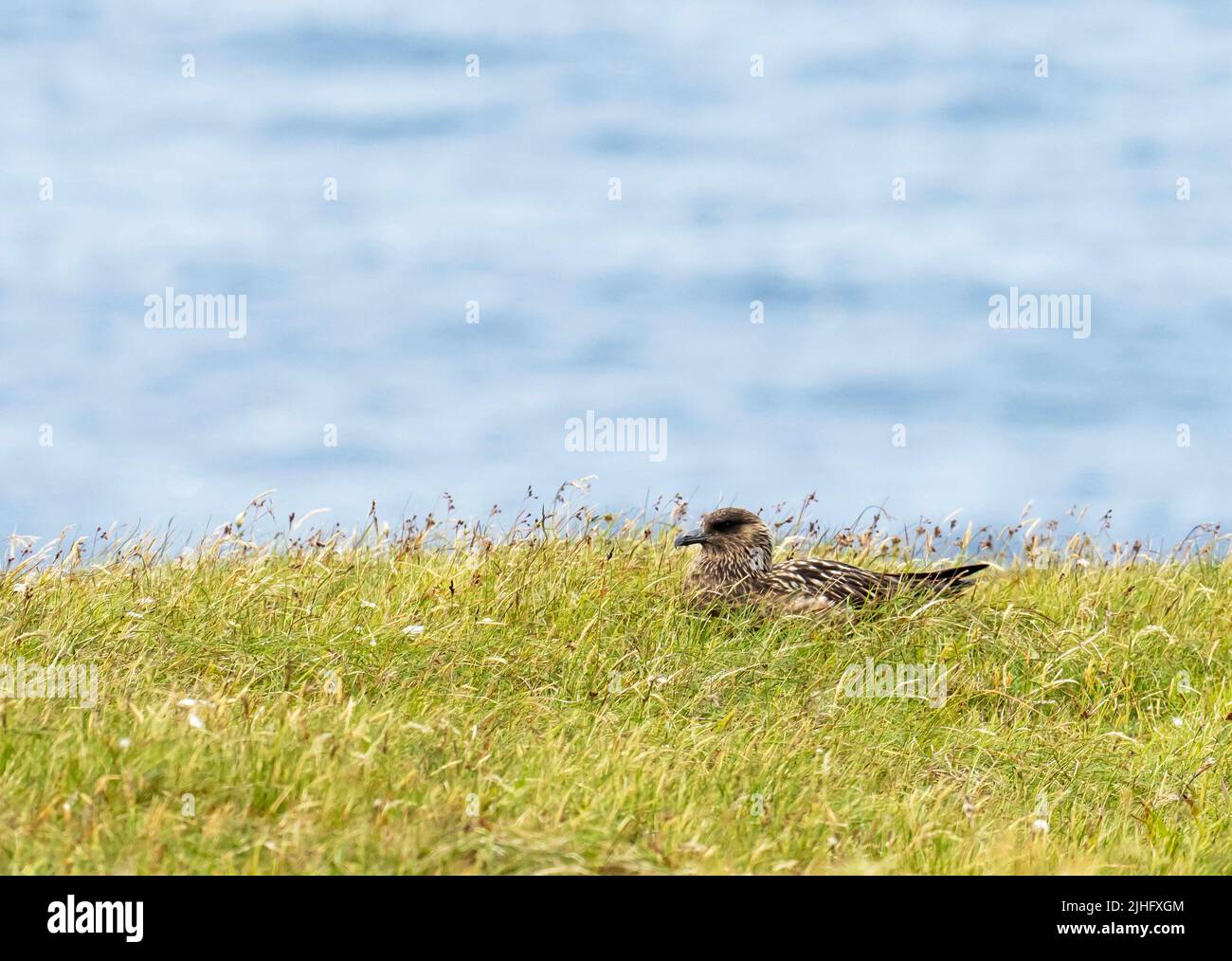 A Great Skua; Stercorarius skua; sat on its nest on moorland at Herma ...