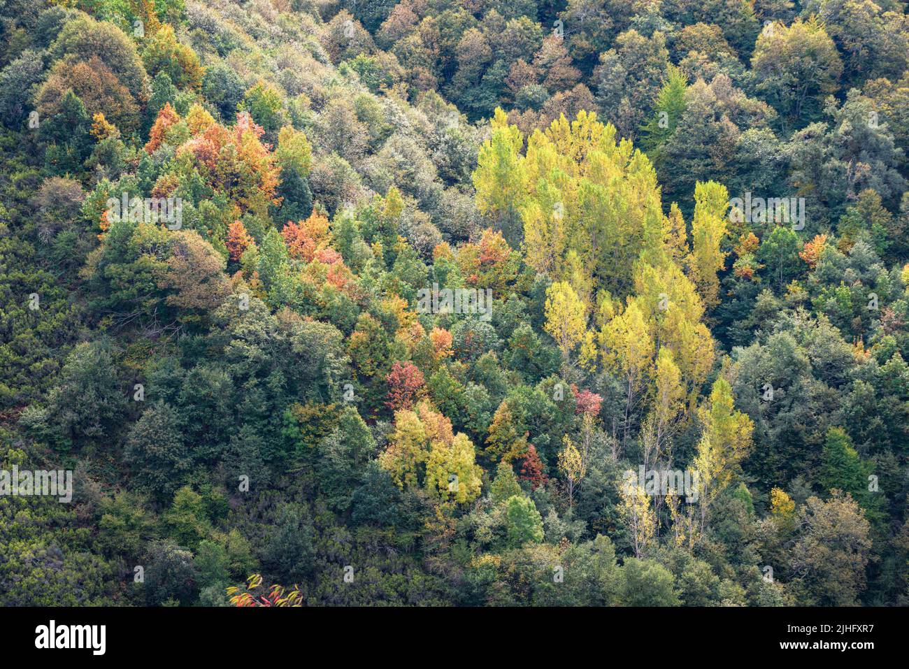 A heart shaped patch of colorful autumn tree species in the Courel ...