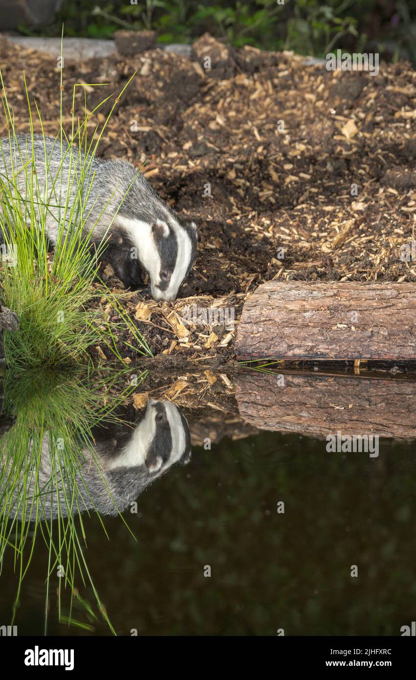 European badger, Meles meles, foraging round a woodland pool, mid ...