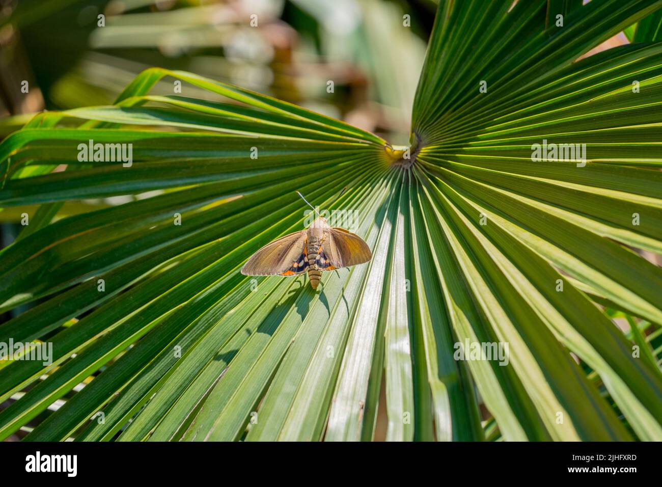Plam moth or Paysandisia archon resting on the leaf of a palm tree ...