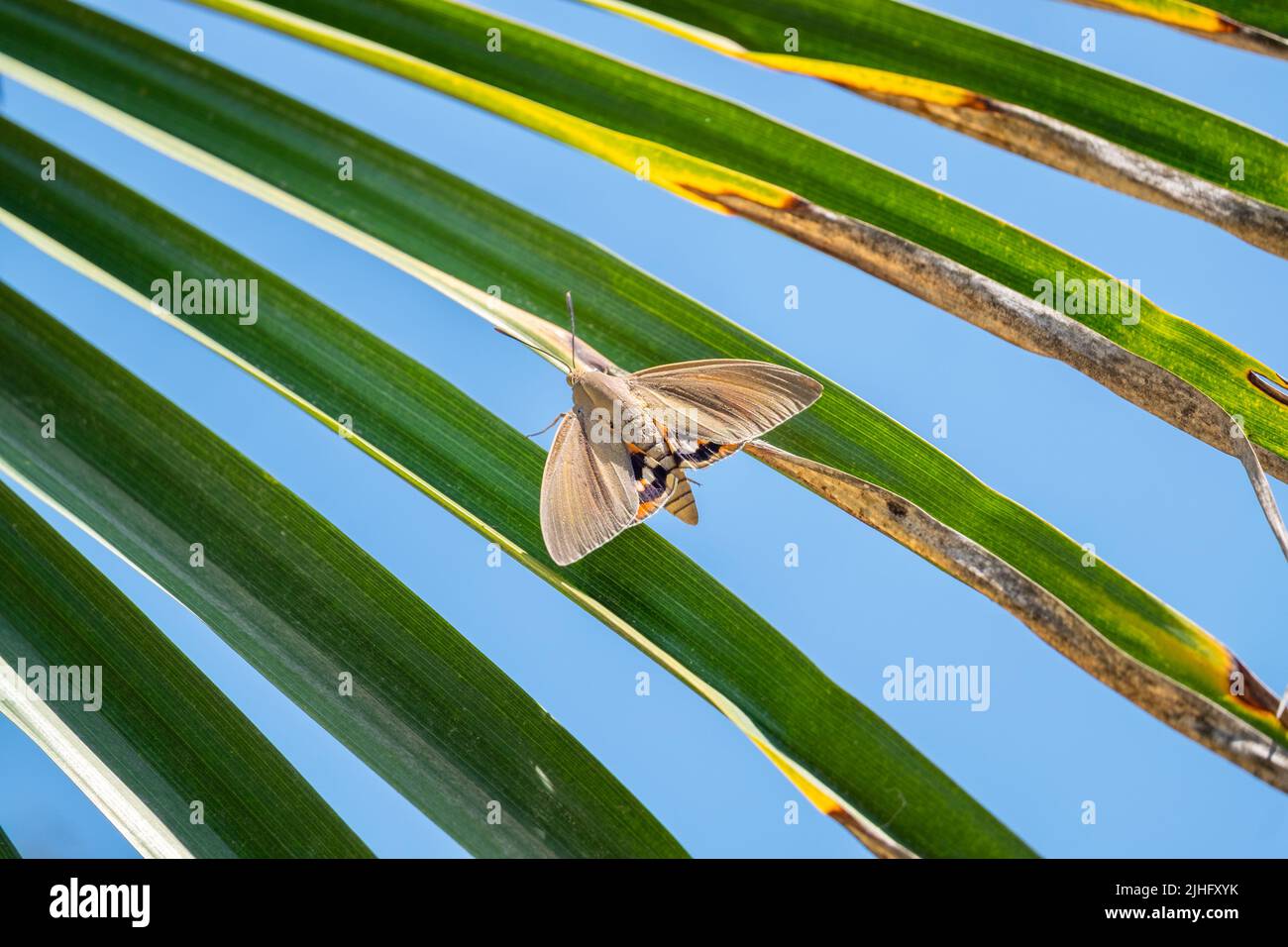 Plam moth or Paysandisia archon resting on the leaf of a palm tree ...