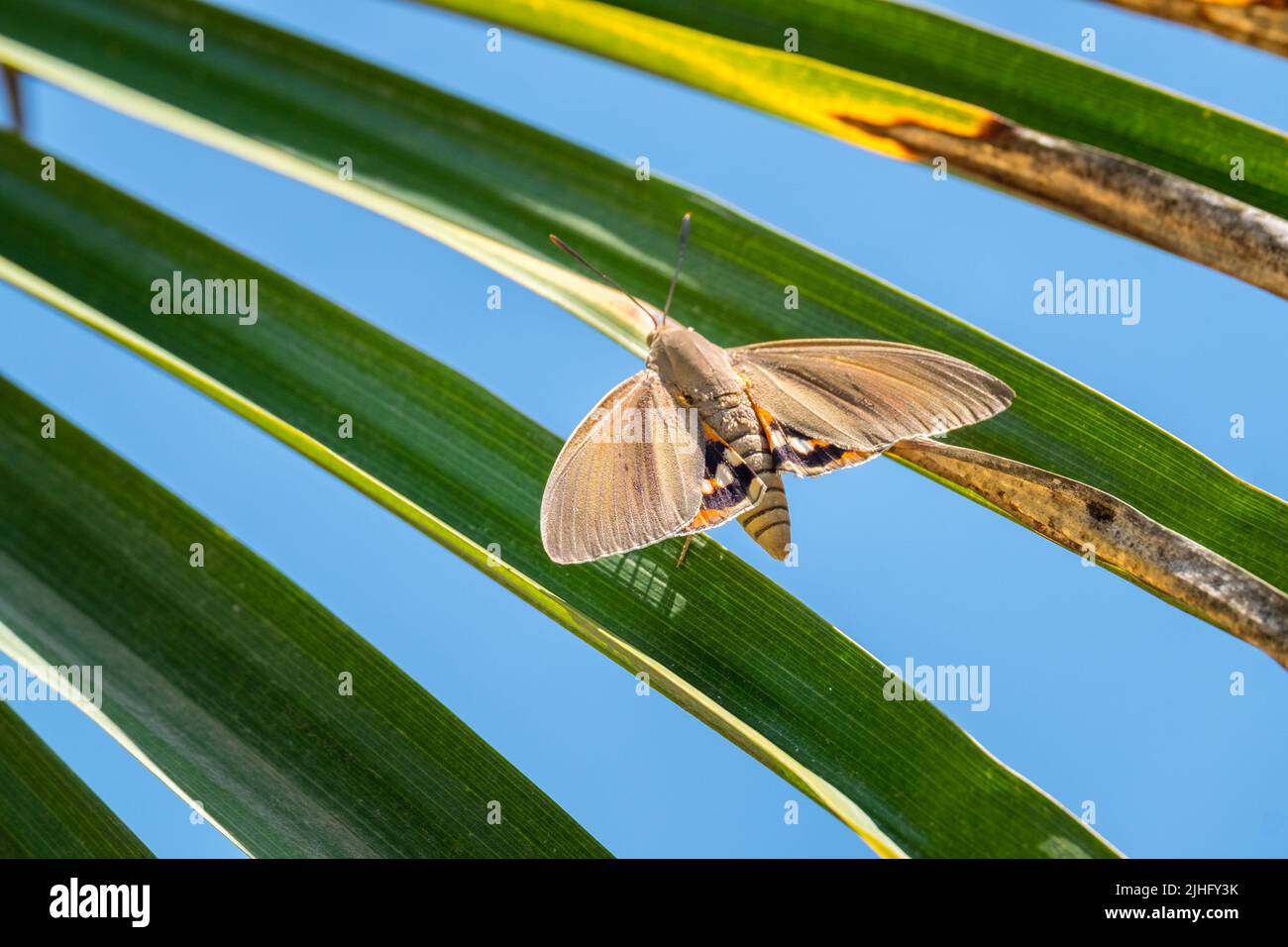 Plam moth or Paysandisia archon resting on the leaf of a palm tree ...