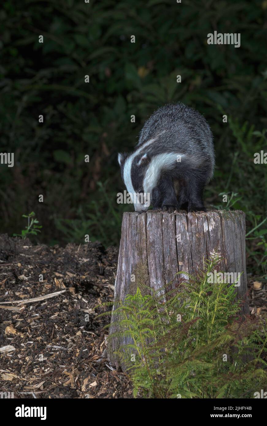 European badger, Meles meles, foraging round a woodland pool, mid ...
