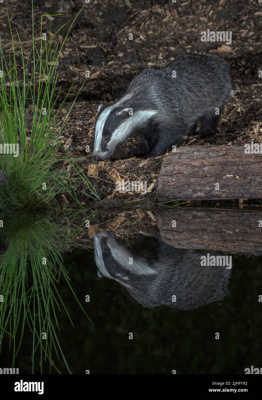 European badger, Meles meles, foraging round a woodland pool, mid ...