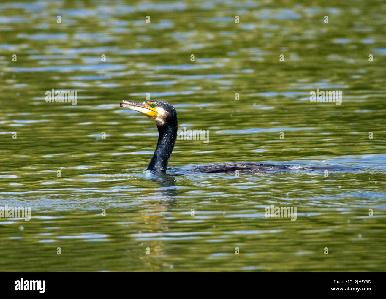 Beautiful shot cormorant swimming hi-res stock photography and images ...