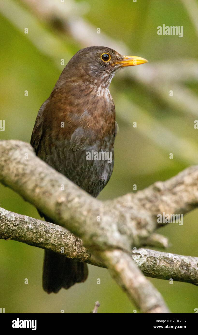 A vertical portrait of a True thrush on a tree branch Stock Photo - Alamy