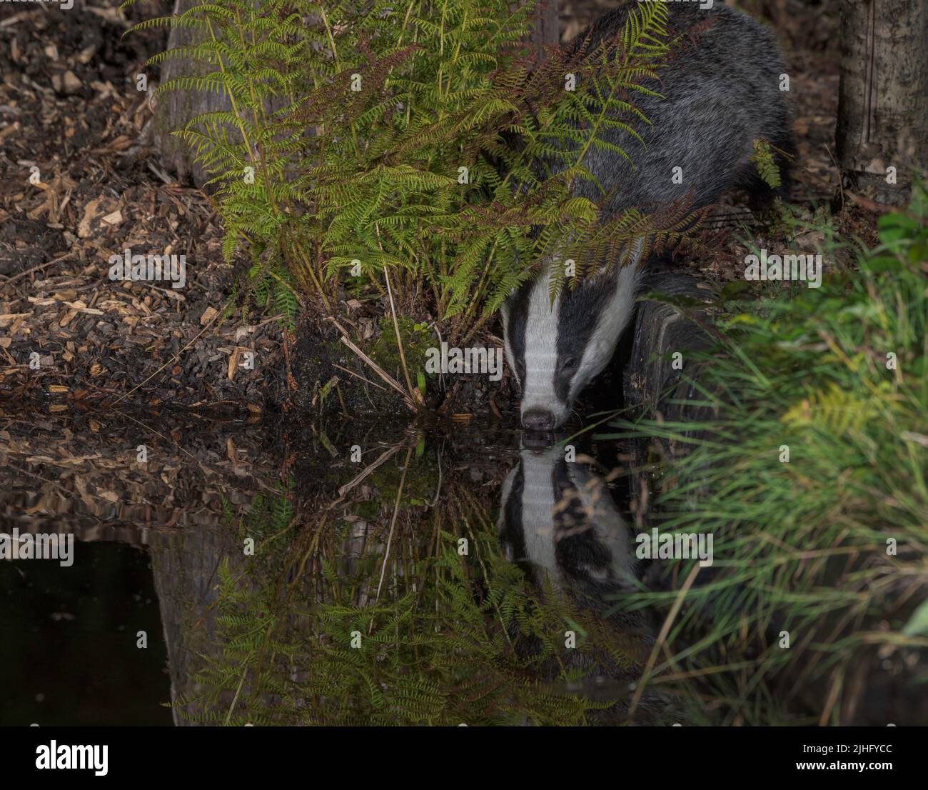 European badger, Meles meles, foraging round a woodland pool, mid ...