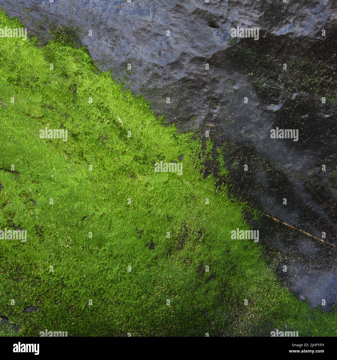 The very hard black rock of O Picon beach covered with fine green algae ...