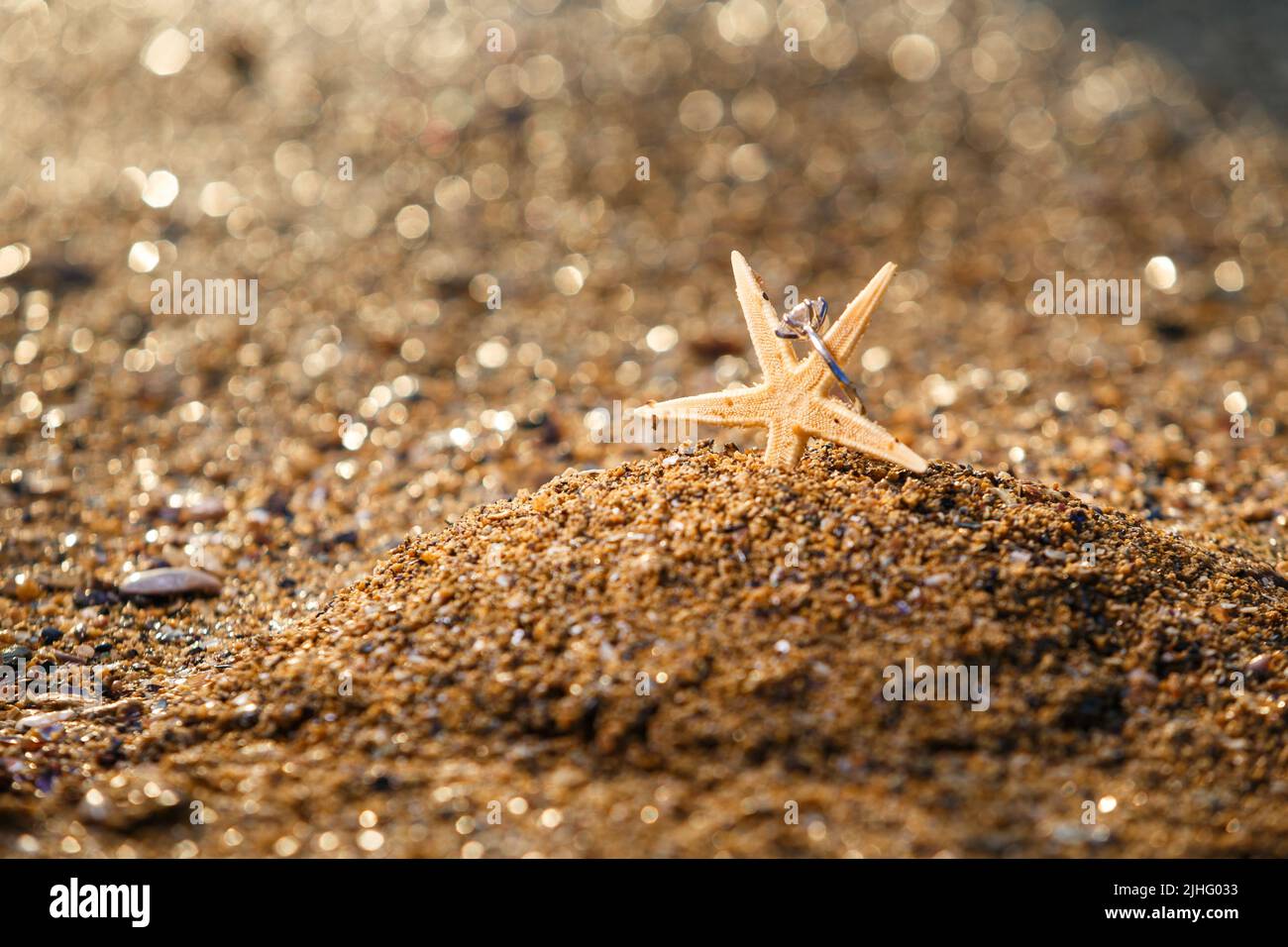 A shallow focus shot of engagement ring on starfish in the sand on the ...