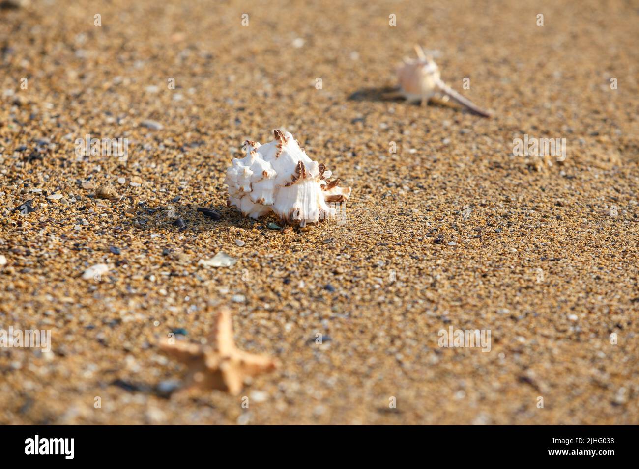 The starfish and sea shell on beige sand on the beach Stock Photo - Alamy