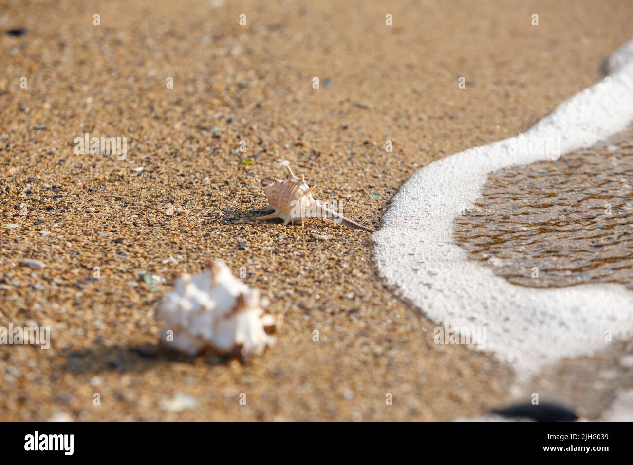 The sea shells on beige sand on the beach next to white foam Stock ...