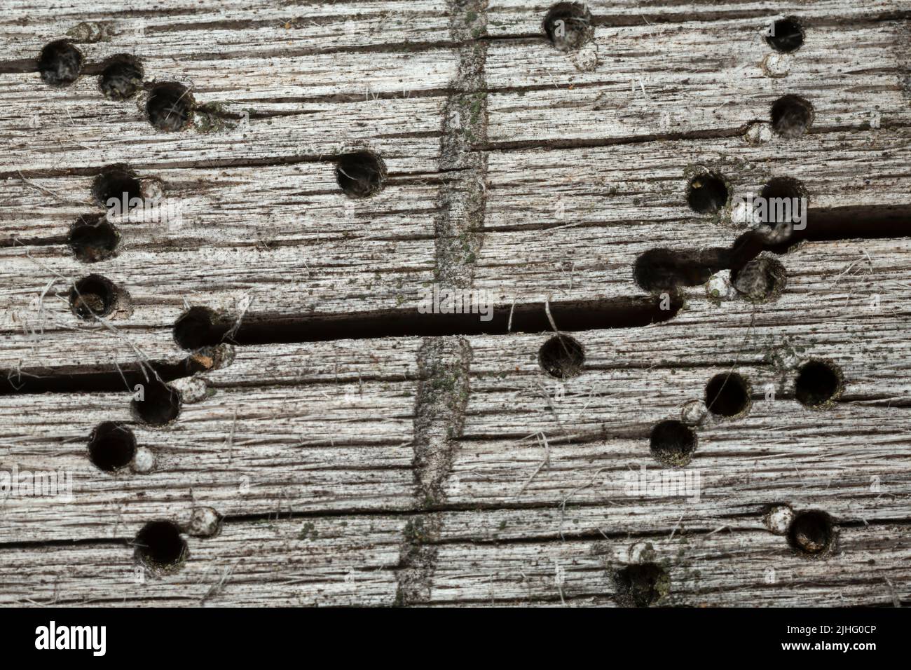 Trace after lesser pine shoot beetle, Tomicus minor larva damage on ...