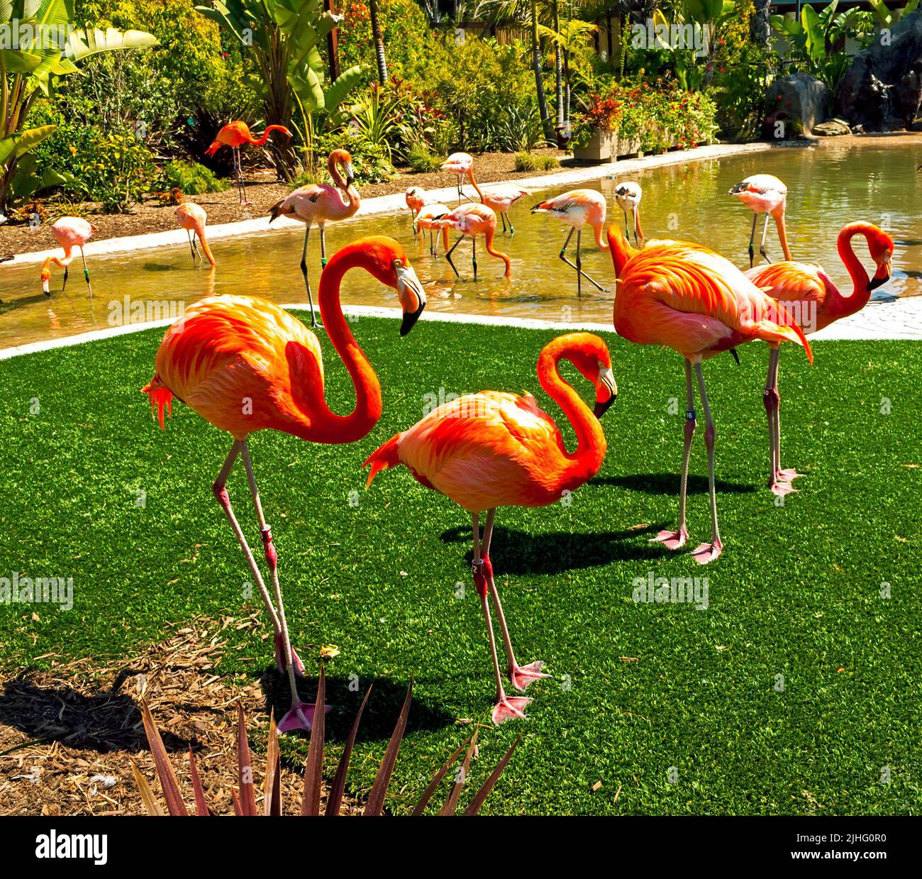The beautiful group of Flamingos in San Diego Stock Photo - Alamy