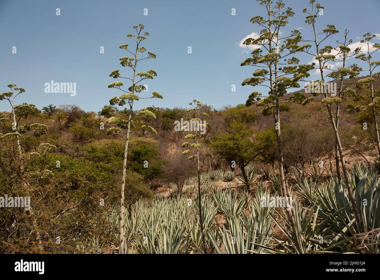 Agave or Maguey succulent plant from which Mezcal is obtained, planted ...