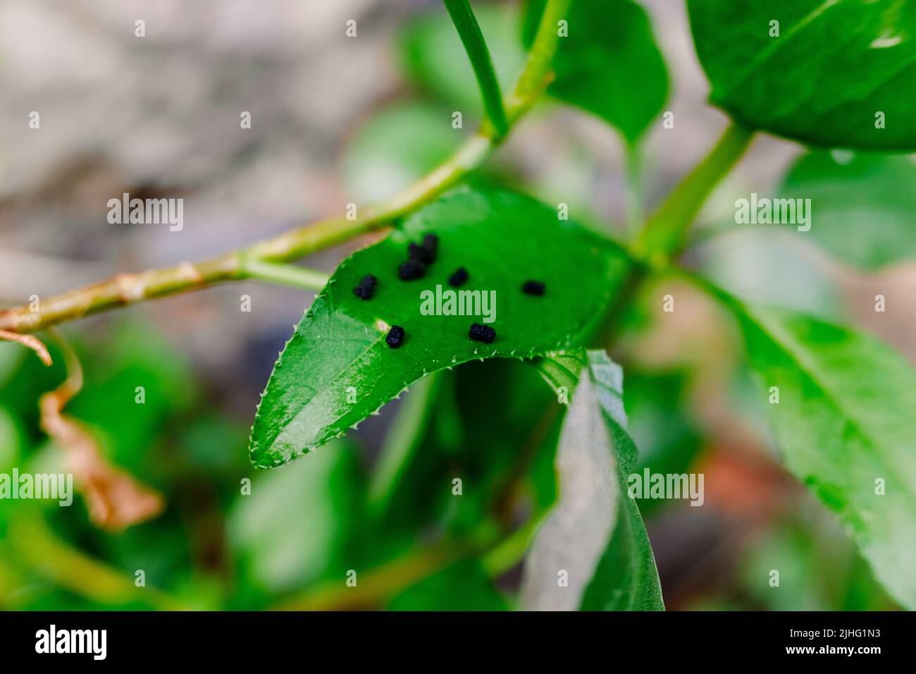 Worm feces on the leaves of a green plant Stock Photo - Alamy