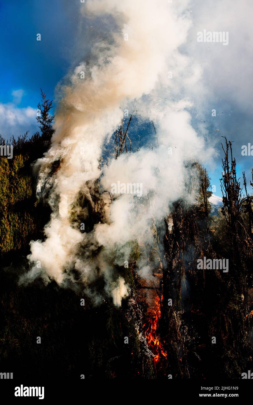 Cypress fence hi-res stock photography and images - Alamy