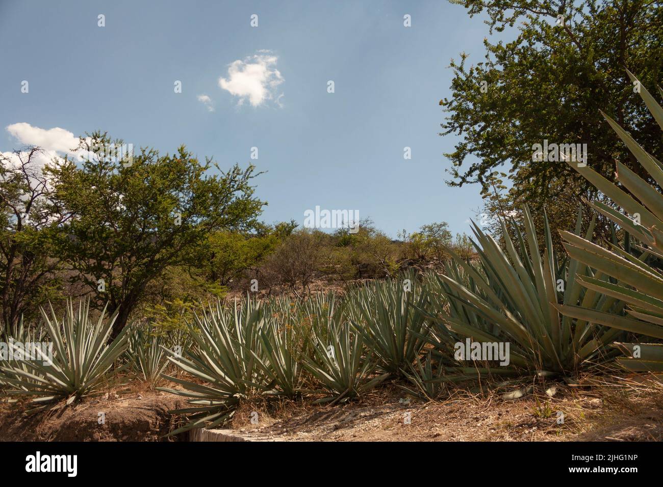 Maguey plants hi-res stock photography and images - Alamy