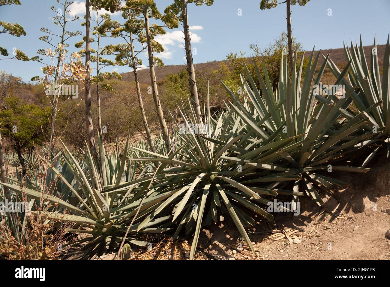 Agave land in Mexico between mountains thickets and branches peeks out ...