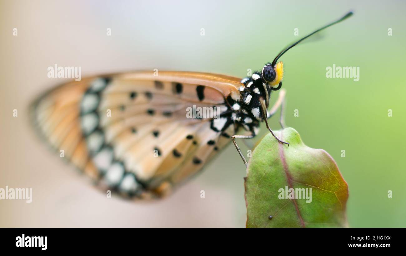 tawny coster butterfly, acraea terpsicore, slow moving, orange color ...
