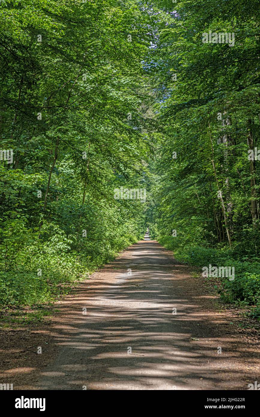 Image of a straight and unpaved forest path in springtime Stock Photo ...