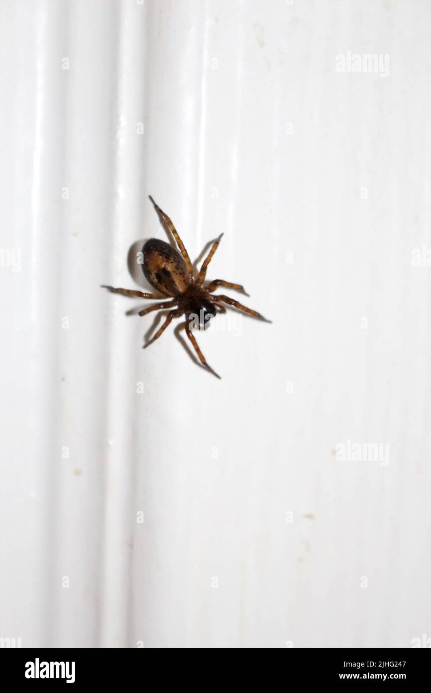 Brown Lace Web Spider on white molding Stock Photo - Alamy