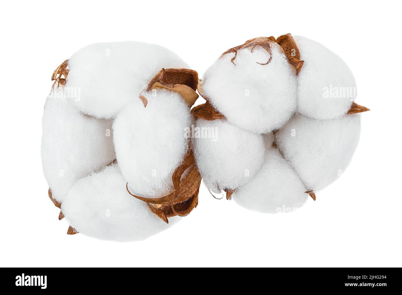 Cotton plant flower isolated on white background with full depth of ...