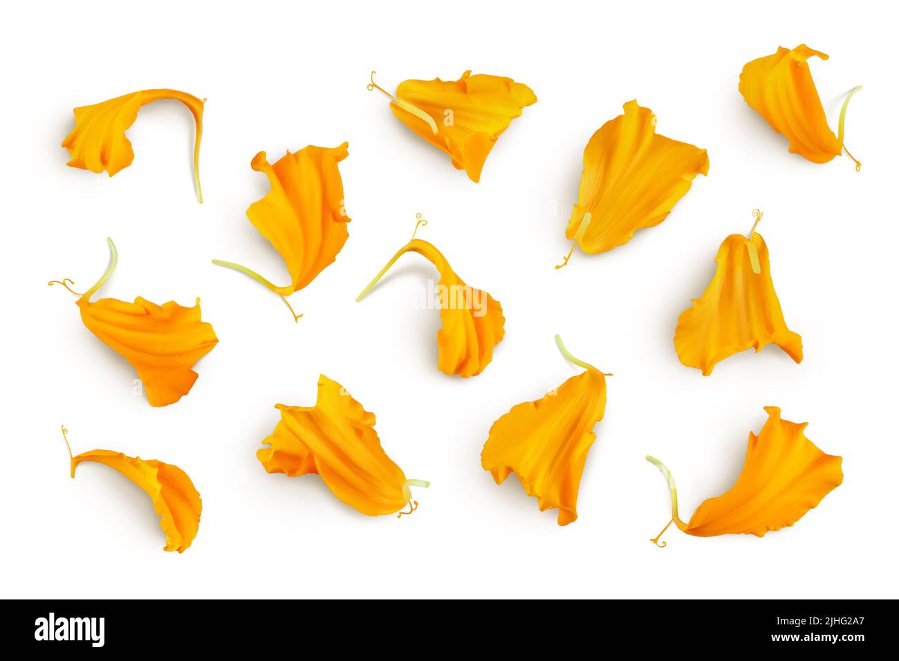 petals of fresh marigold or tagetes erecta flower isolated on white ...