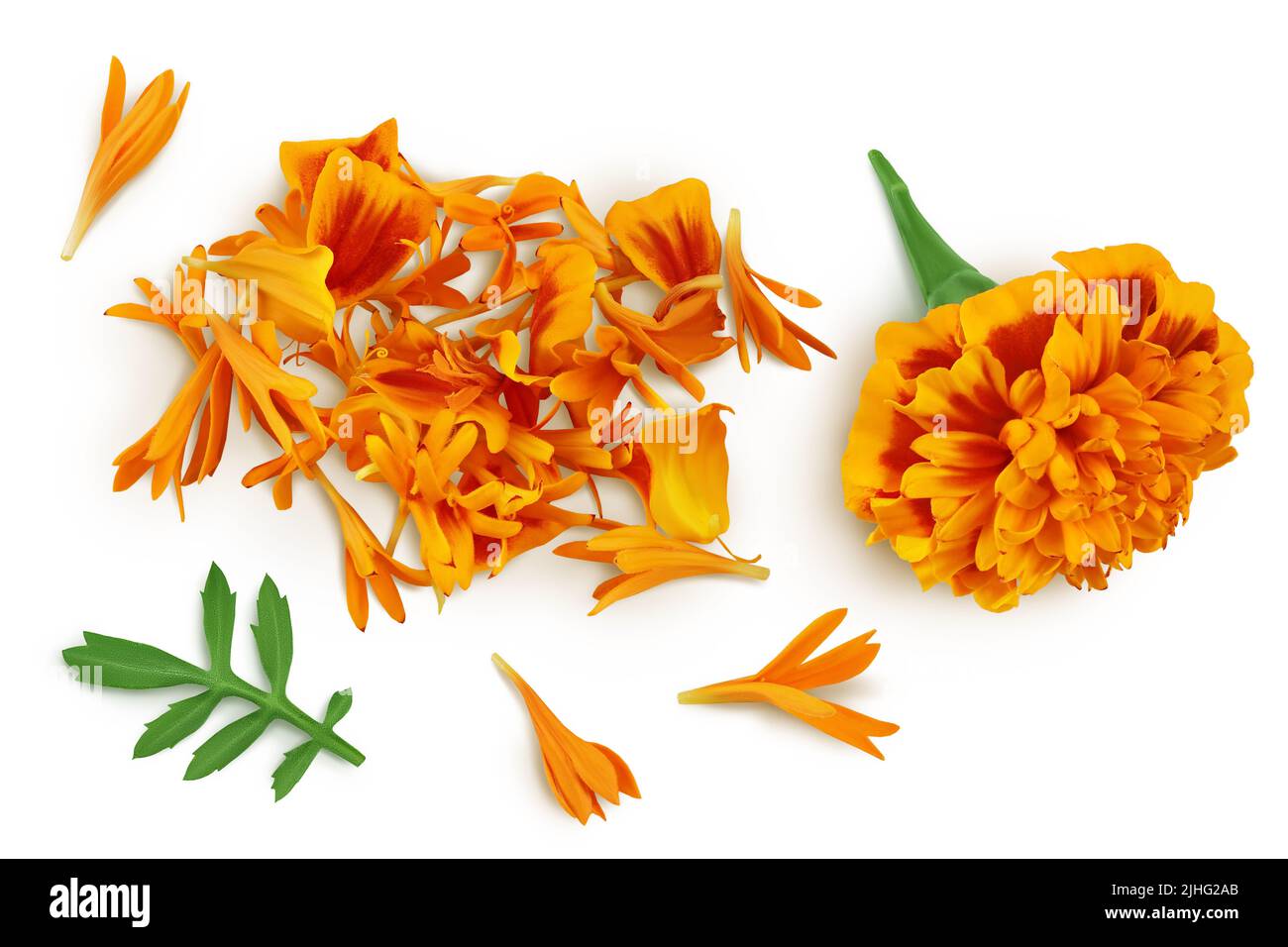 fresh marigold or tagetes erecta flower isolated on white background ...
