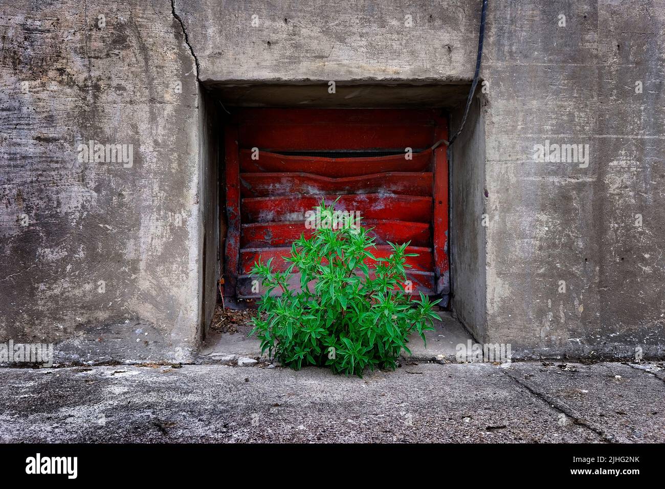 Red window or grate with green weed or plant growing concrete Stock ...