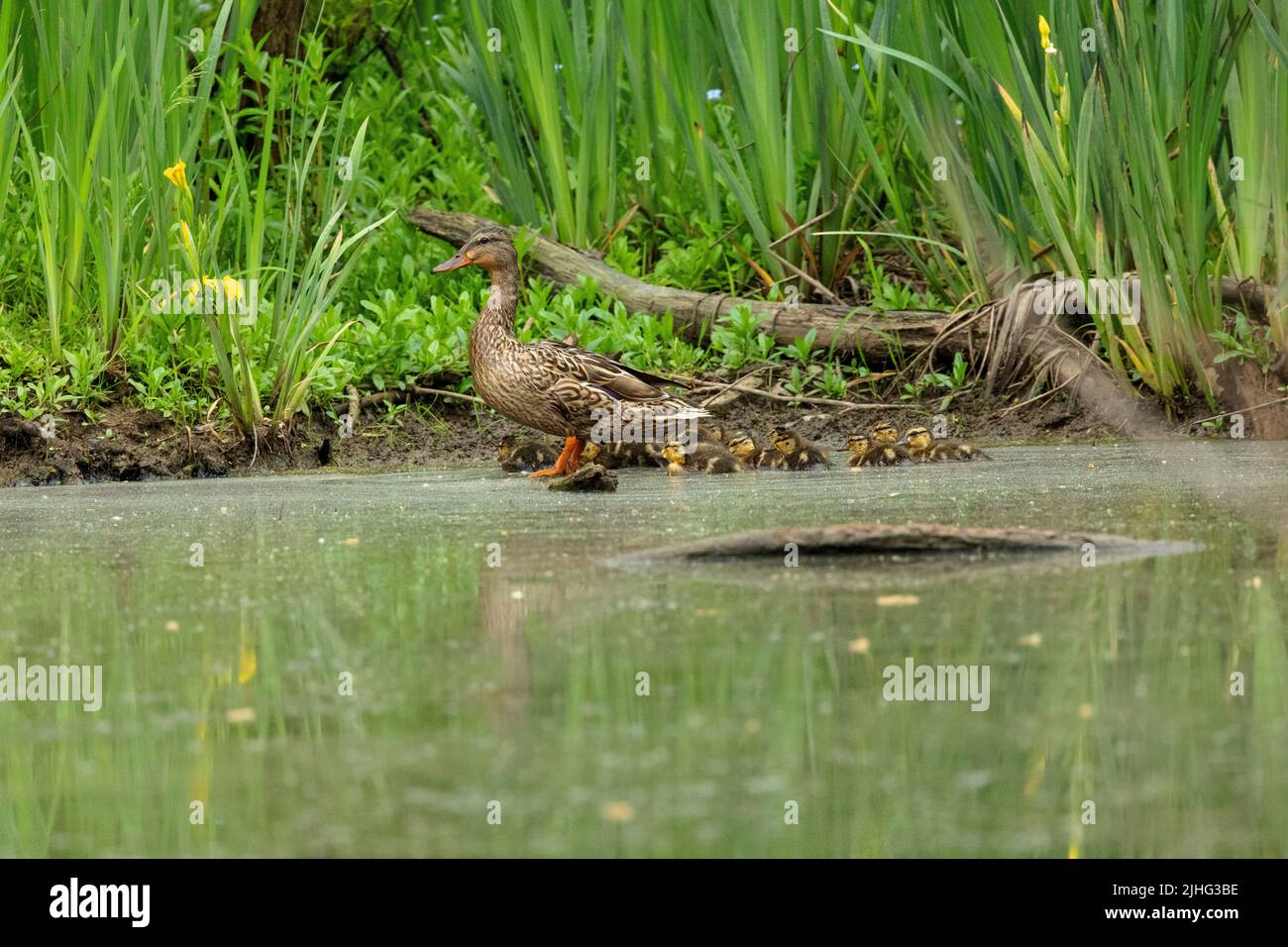 Mallard duck habitat hi-res stock photography and images - Alamy