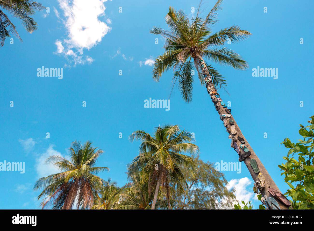top of coconut tree Stock Photo - Alamy
