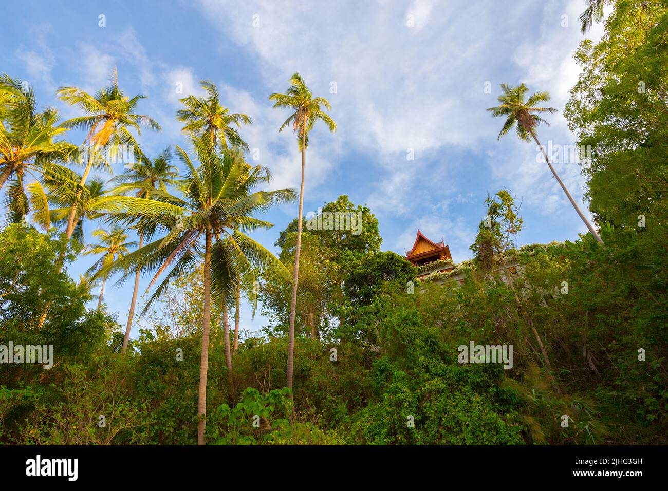 top of coconut tree Stock Photo - Alamy