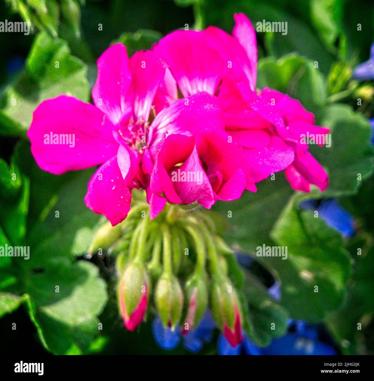 Primrose leaf hi-res stock photography and images - Alamy