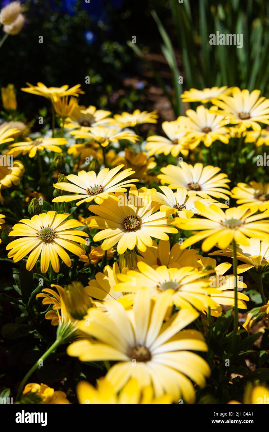the flowers in May. It was so peaceful and colorful Stock Photo - Alamy