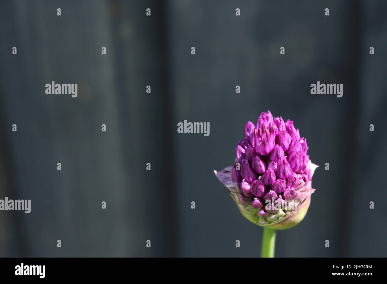 Pink chive flower head closed against grey background with copy space ...