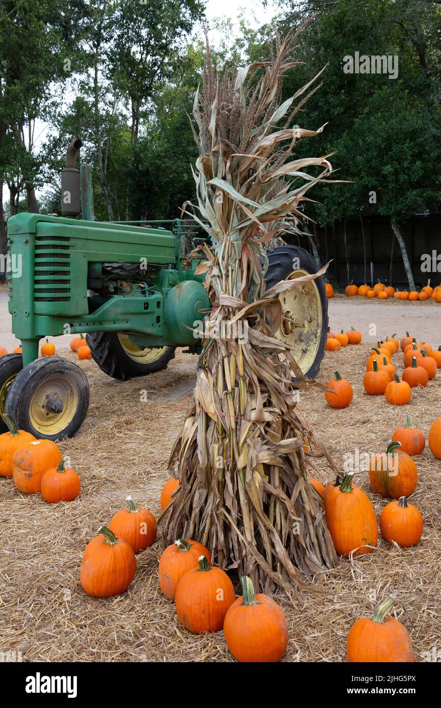 A teepee of dried corn husks at a fall festival with pumpkins and an ...