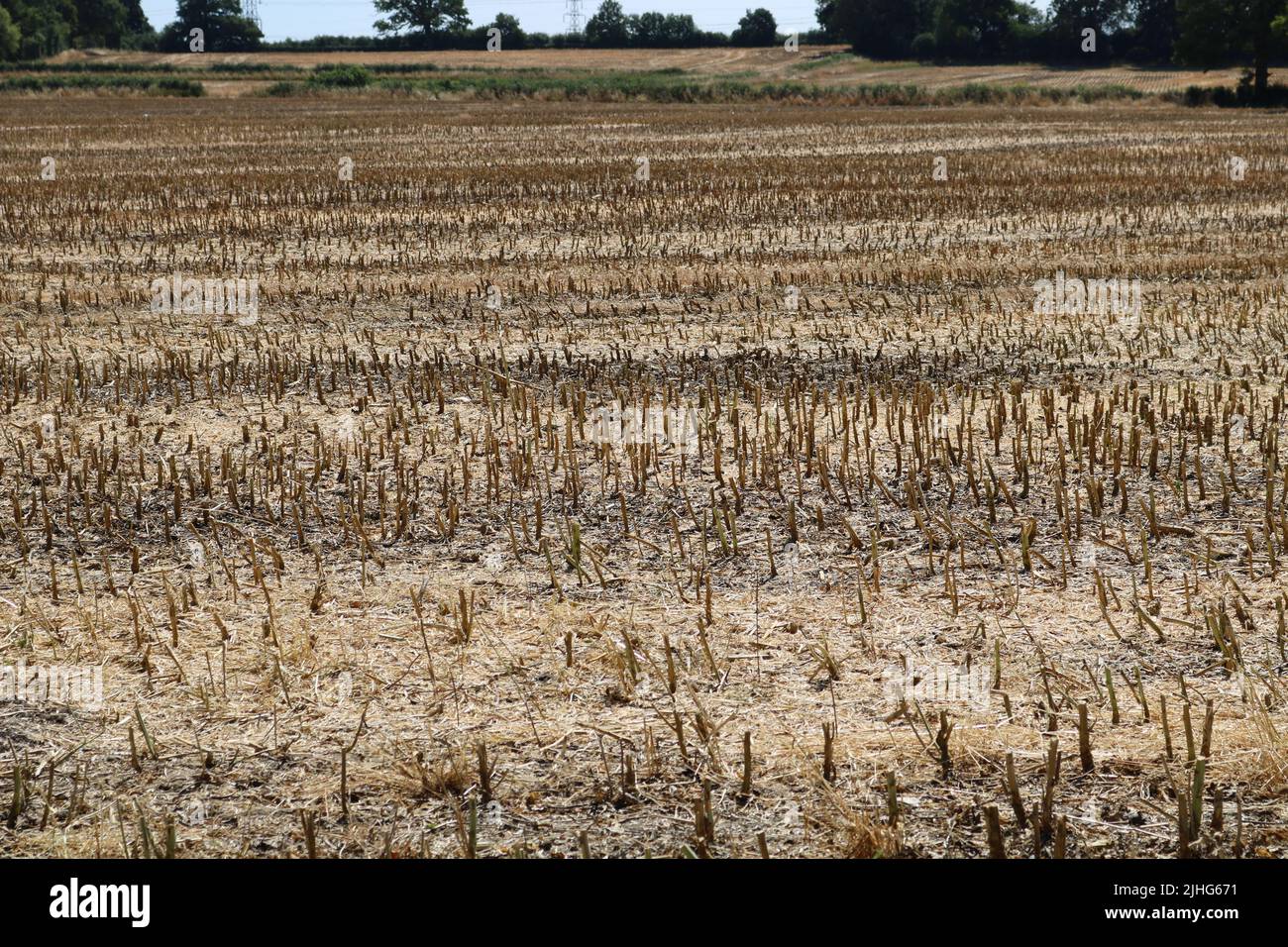 Full frame image of short cropped corn stubble after harvesting Stock ...
