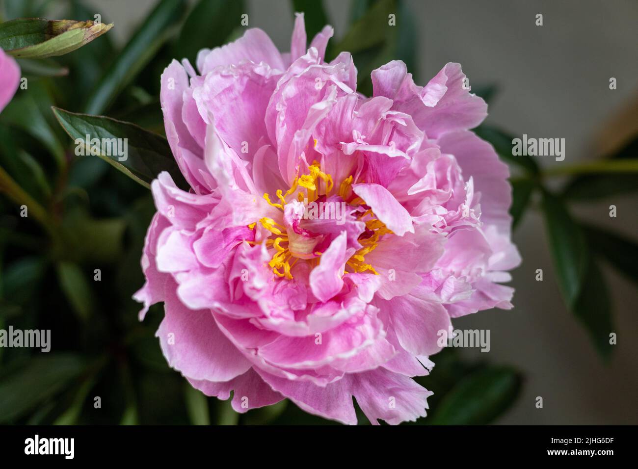 Closeup peony paeonia flower hi-res stock photography and images - Alamy