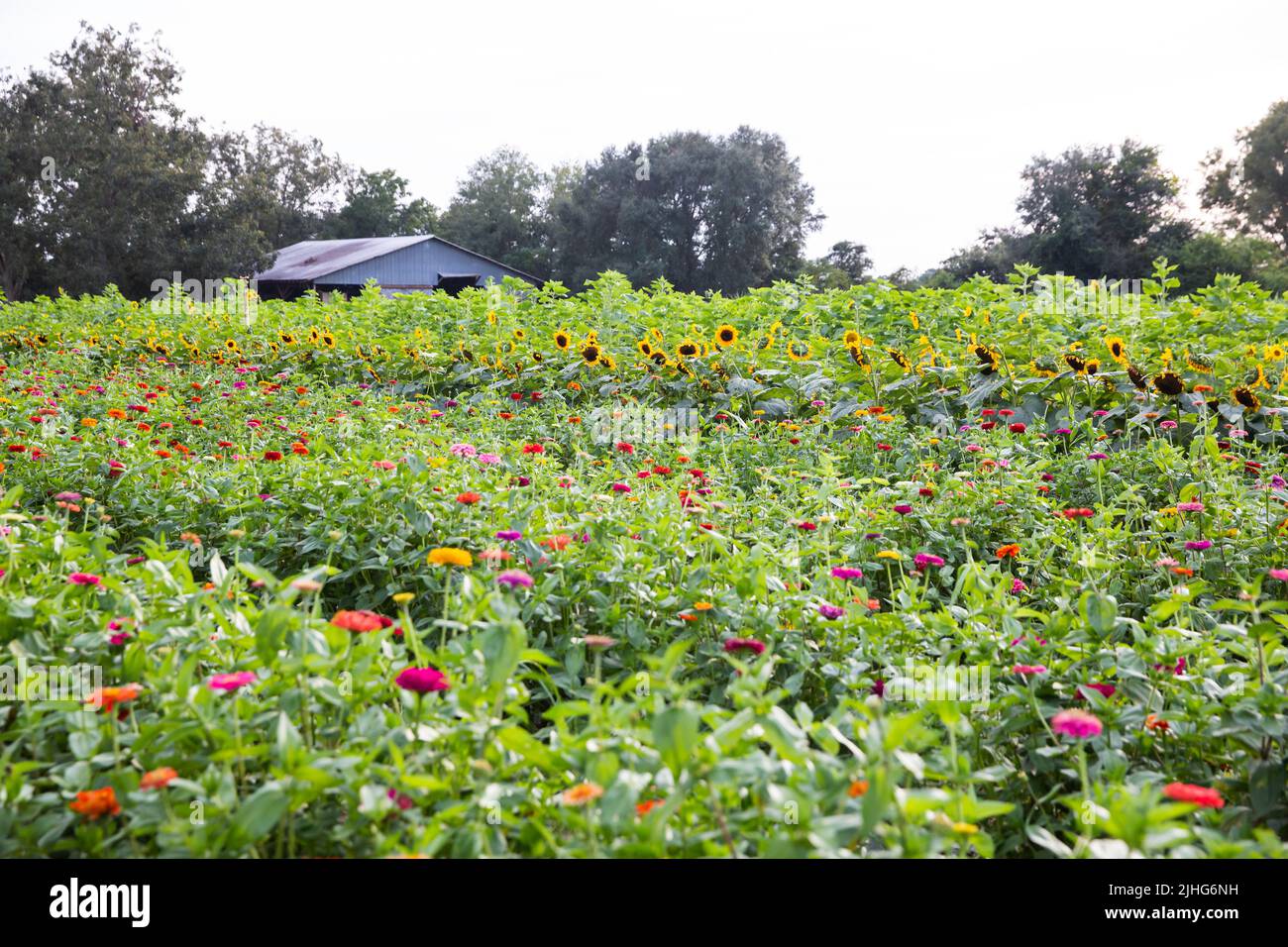 a field of colorful wildflowers in the late summer early fall blooming ...