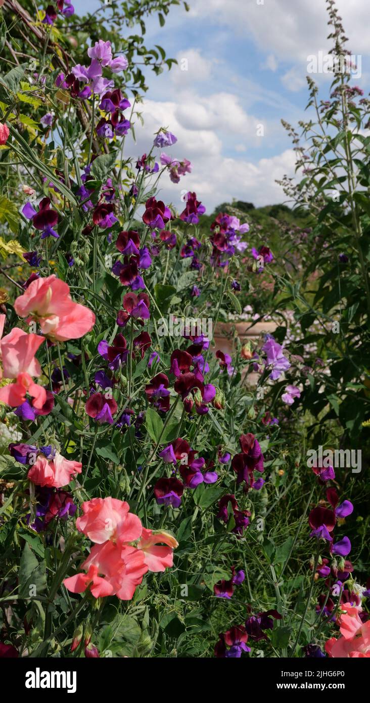 Beautiful selection of pink and purple coloured sweet peas in garden ...