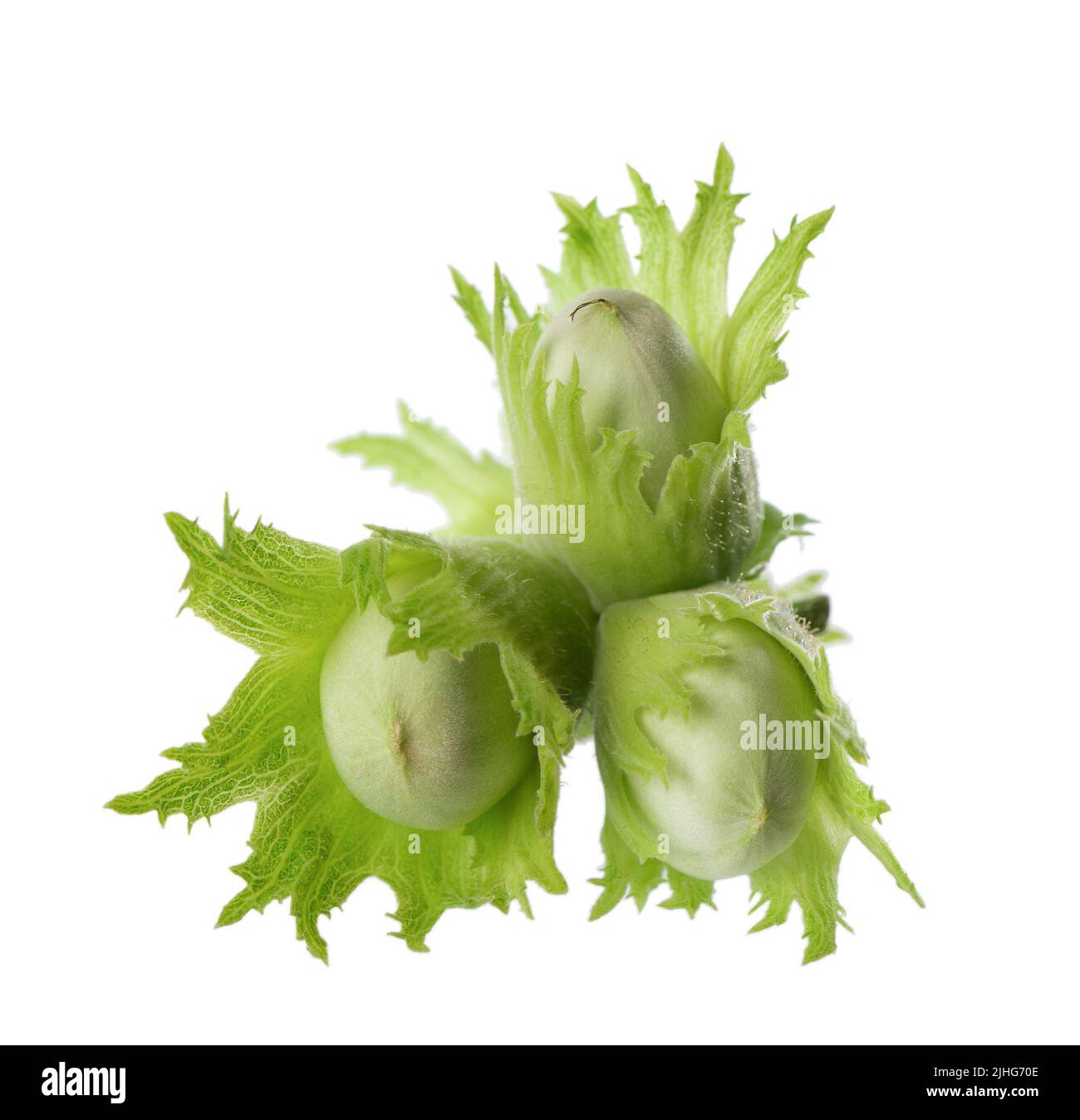 Green hazelnut nuts isolated on white background. Fresh green unripe ...